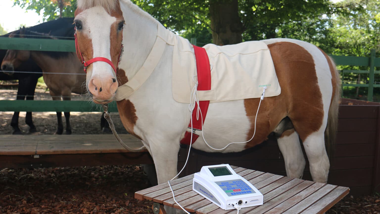 Home - Bioresonance according to Paul Schmidt